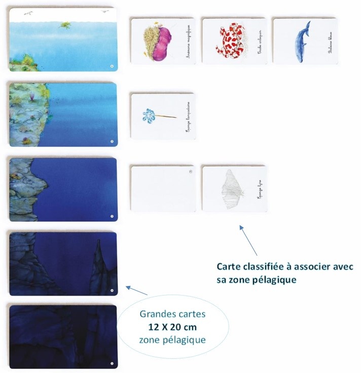 Mon coffret Montessori des océans - Pour découvrir la diversité de la ...